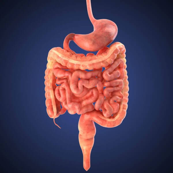 Effects Of Alcohol On Digestive System How System Back Get Alcohol Use